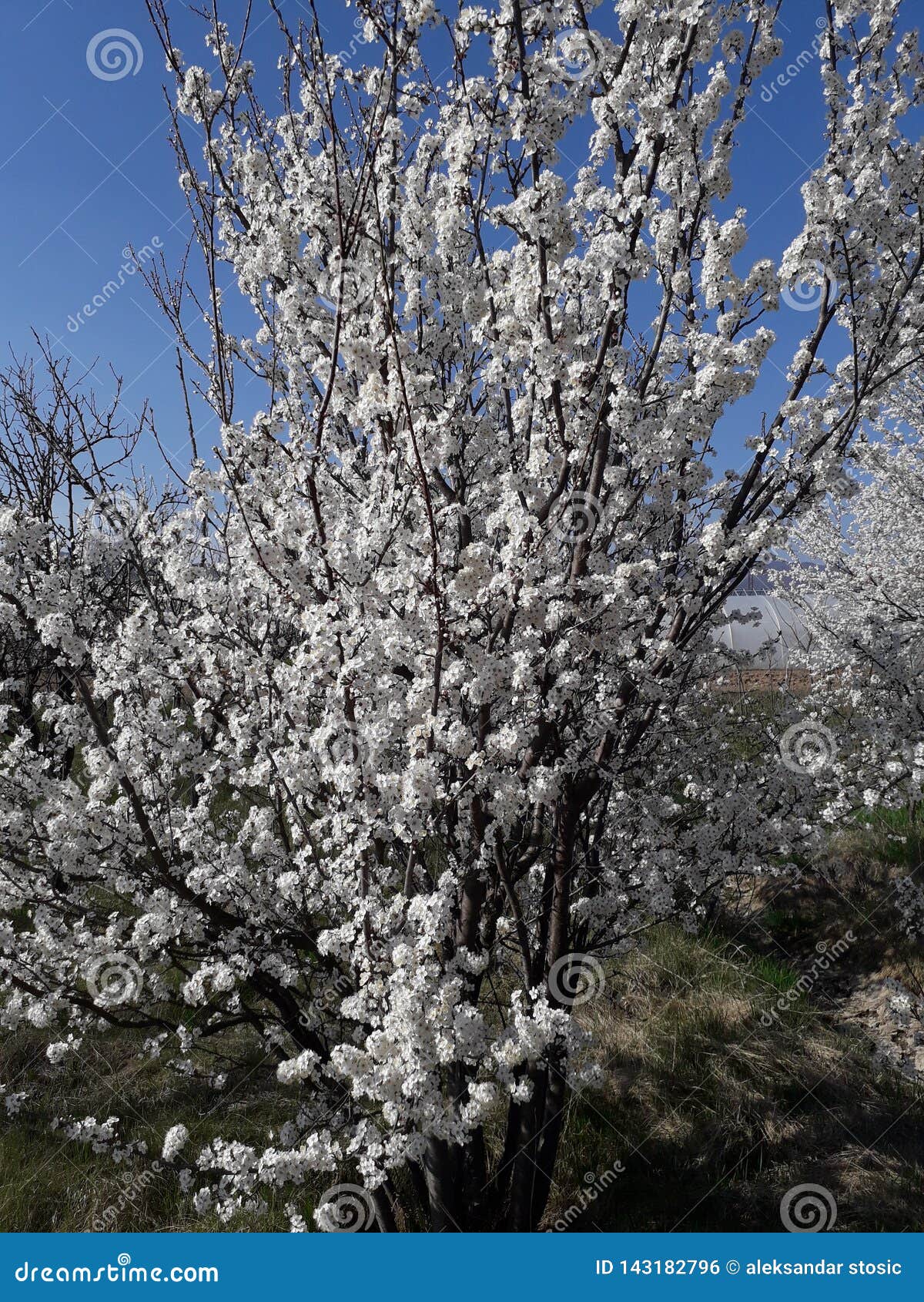 Tree stock photo. Image of treetop, petal, flower, tree - 143182796