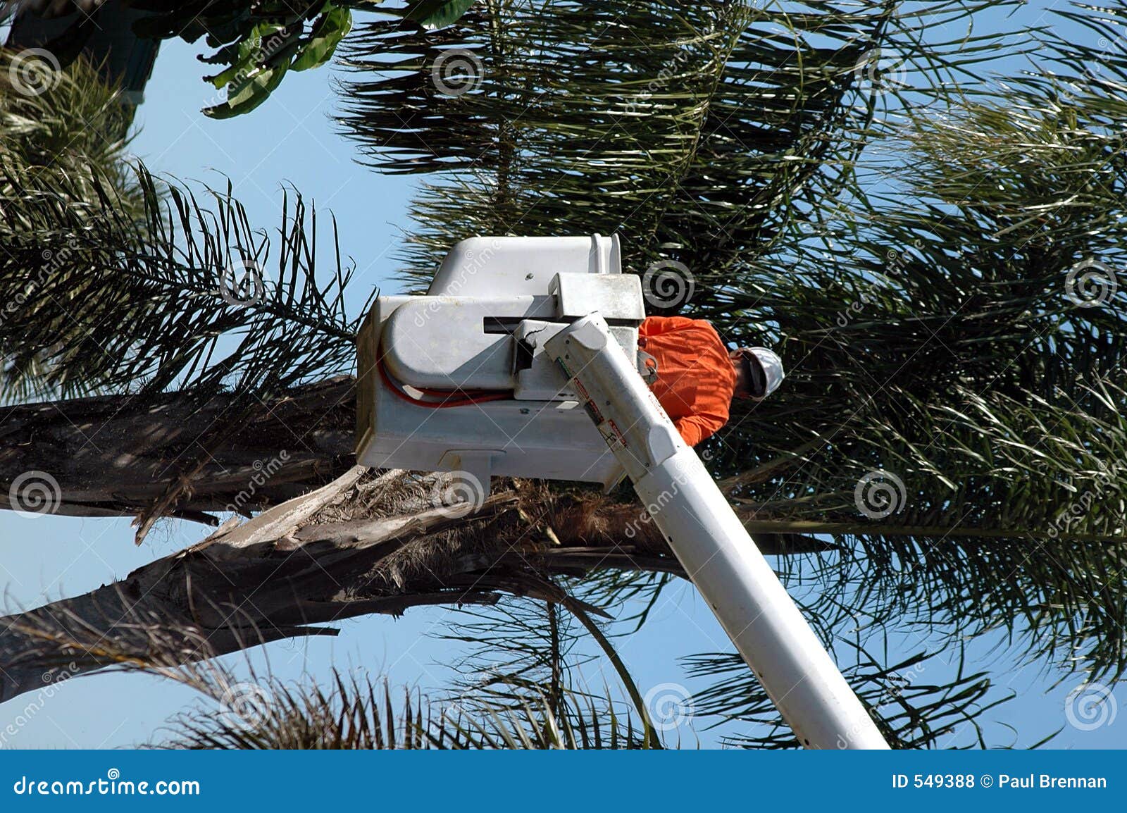 Tree Trimmer stock photo. Image of landscaping, people - 549388