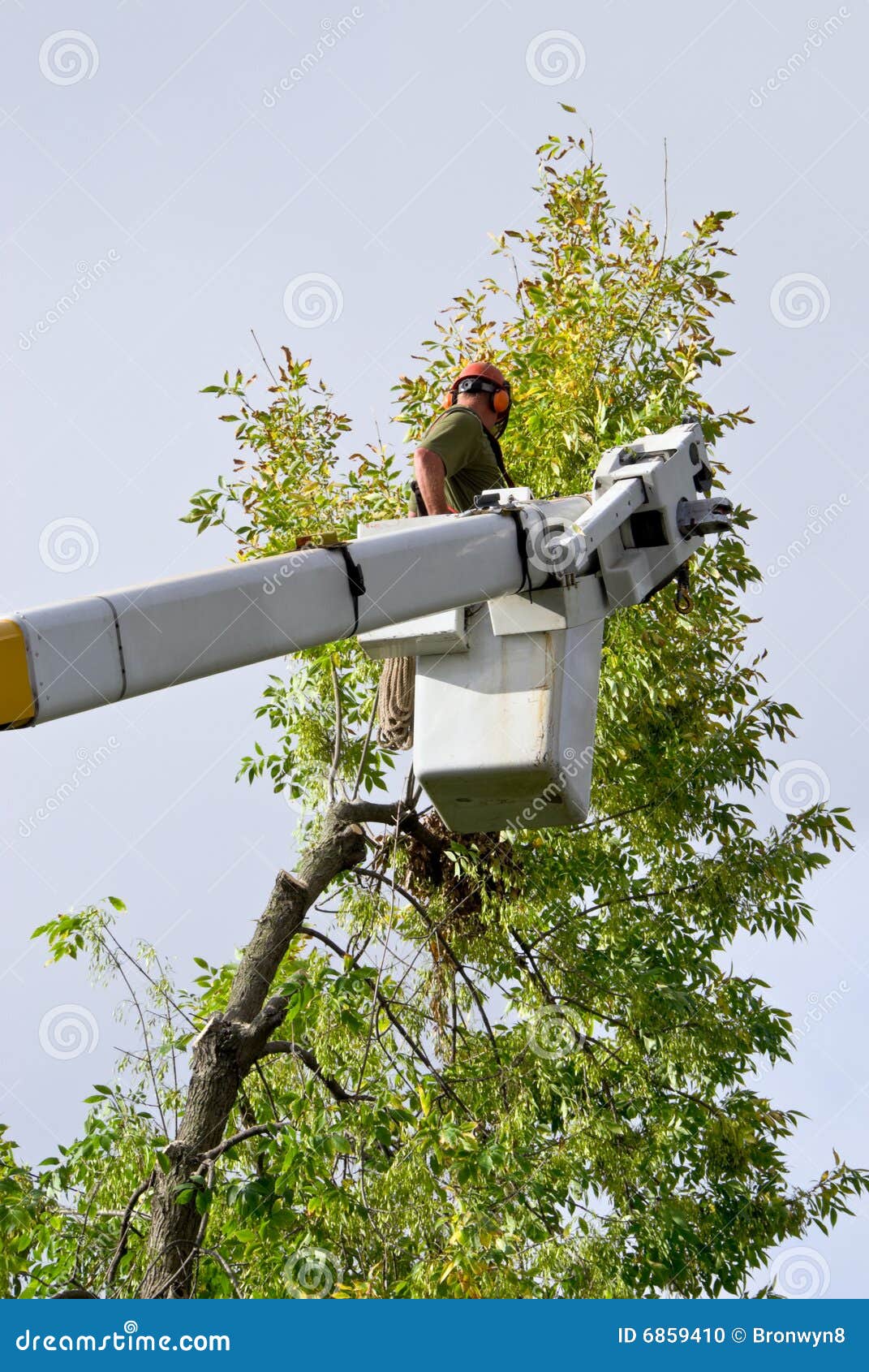 Tree Trimmer stock photo. Image of worker, cherry, person - 6859410