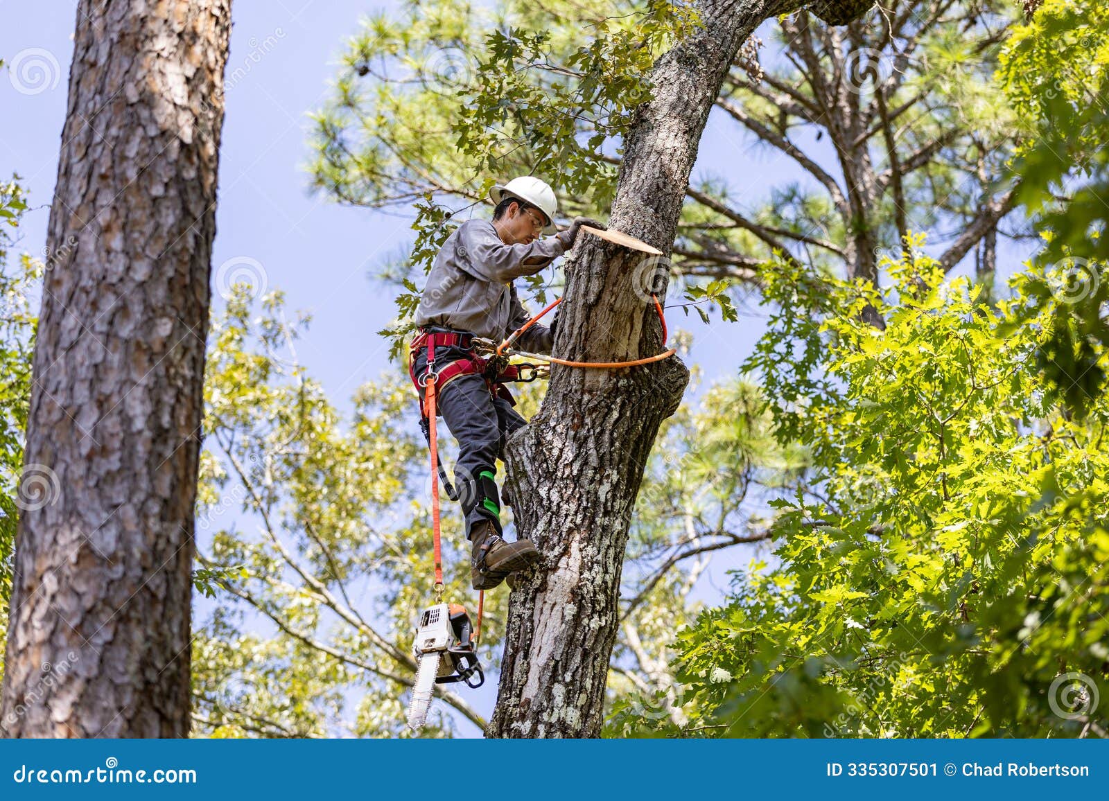Tree Trimmer Climbing Tree To Cut Limbs Stock Image - Image of trim ...