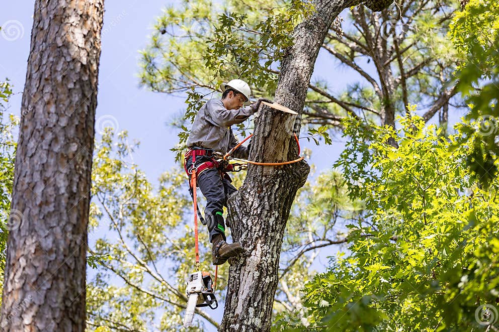 Tree Trimmer Climbing Tree To Cut Limbs Stock Image - Image of trim ...