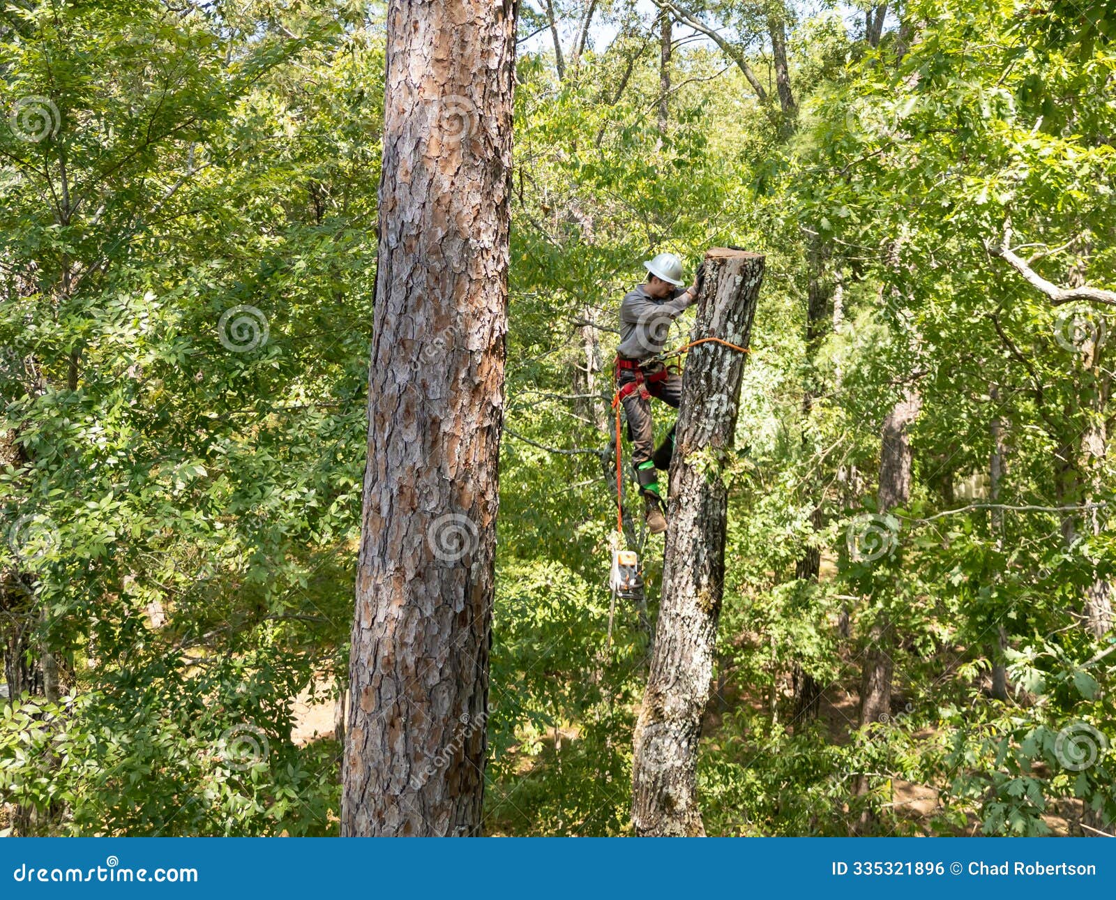 Tree Trimmer Climbing and Working To Cut Down Oak Tree Stock Photo ...