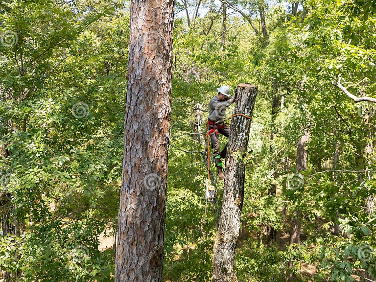 Tree Trimmer Climbing and Working To Cut Down Oak Tree Stock Photo ...