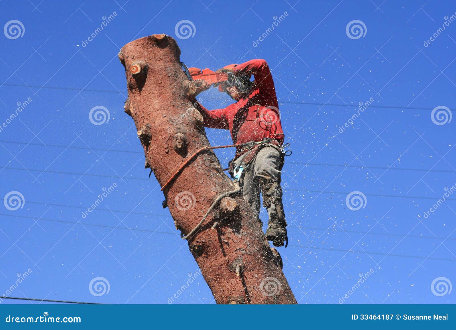 Tree Trimmer Cutting Down Pine Tree Stock Image - Image of ...