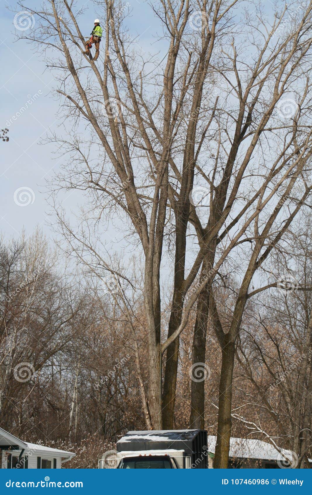 Tree trimmer editorial photo. Image of trees, trimmer - 107460986