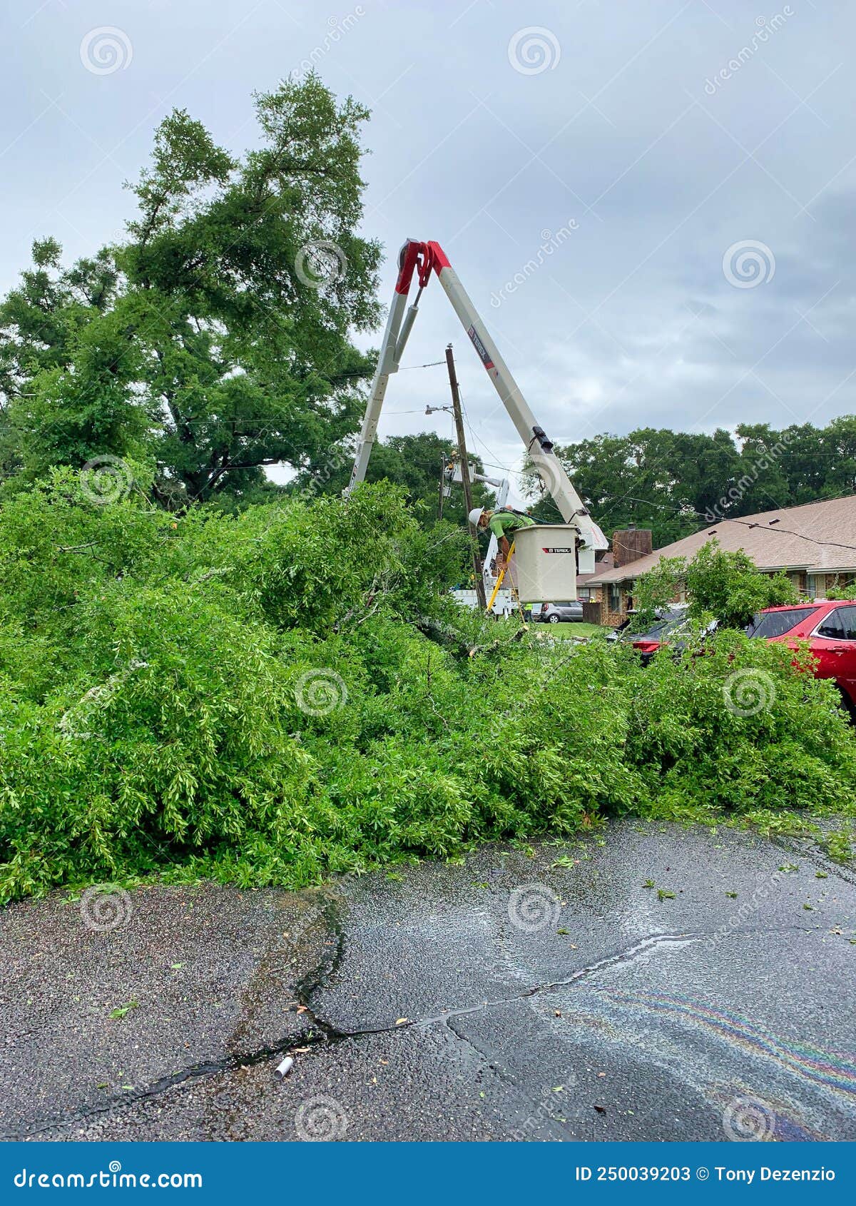 Tree Trimmers and Fallen Tree Stock Image - Image of aftermath ...
