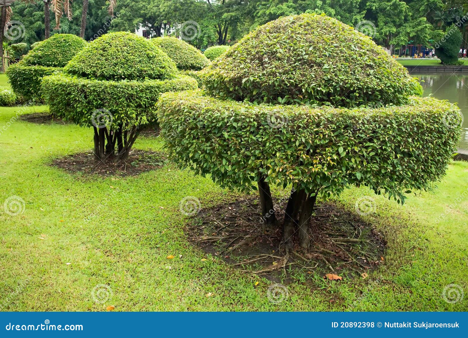 Tree Trimming is a Beautiful Shape Stock Photo - Image of green ...