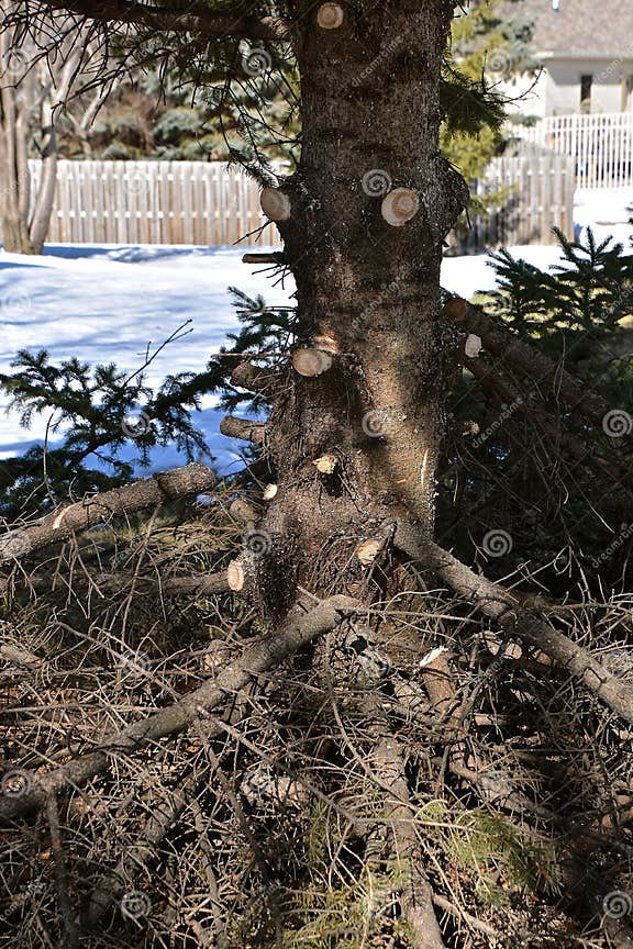 Tree Trimming of Branches on a Pine Stock Image - Image of forestry ...