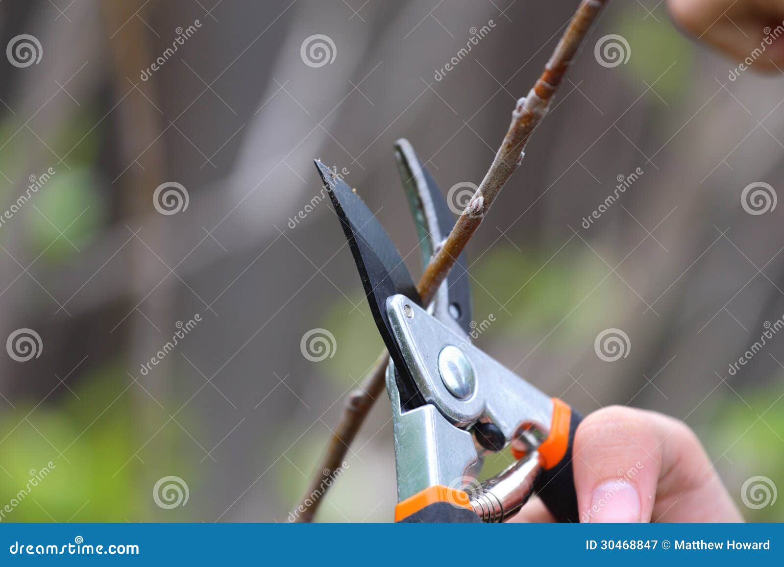 Tree Trimming stock image. Image of branches, green, outdoor - 30468847