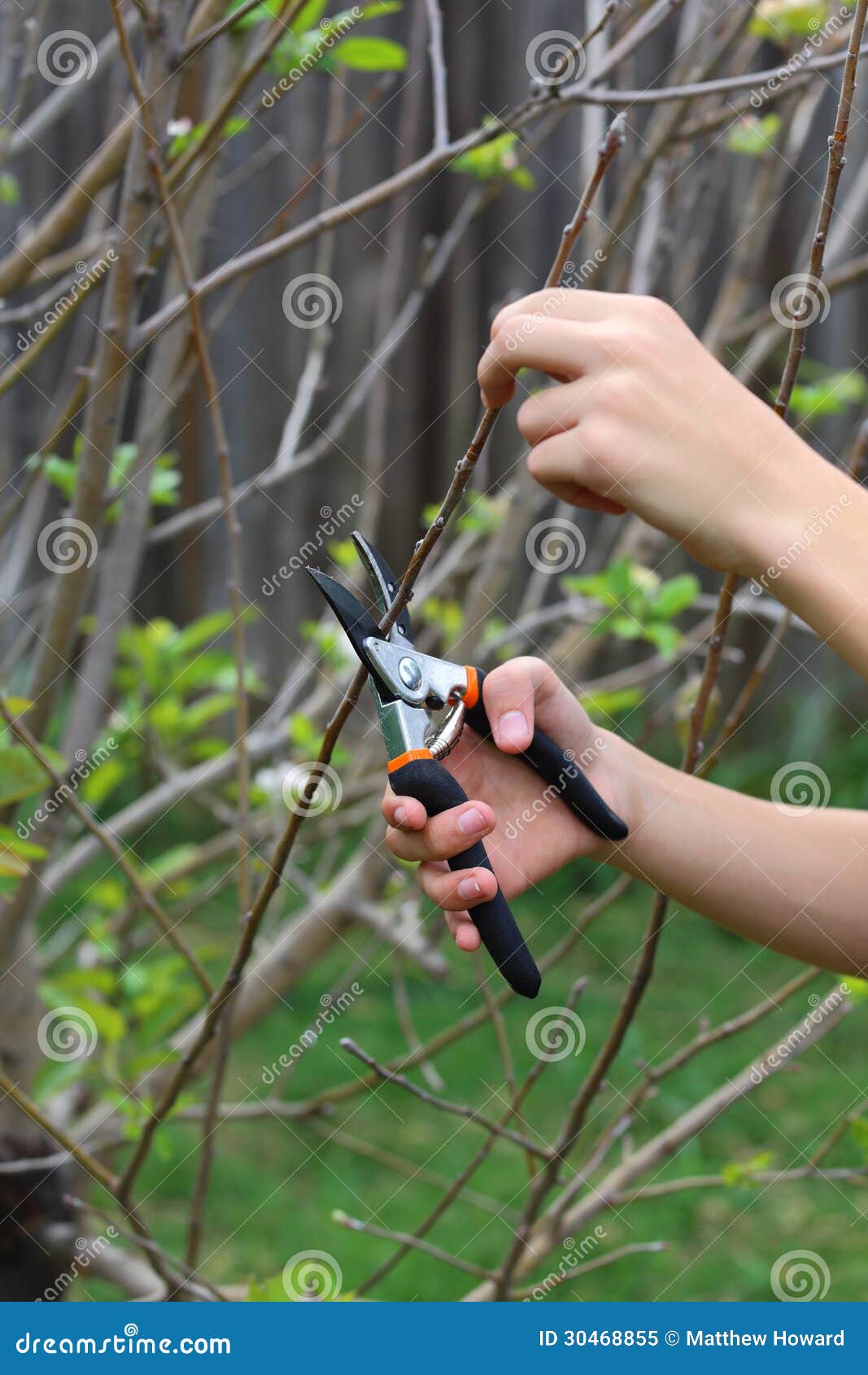 Tree Trimming stock image. Image of outdoor, shears, person - 30468855