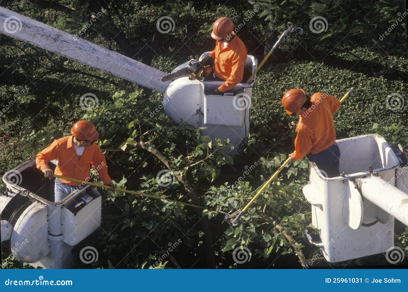Tree-trimming crew editorial photo. Image of helmet, america - 25961031
