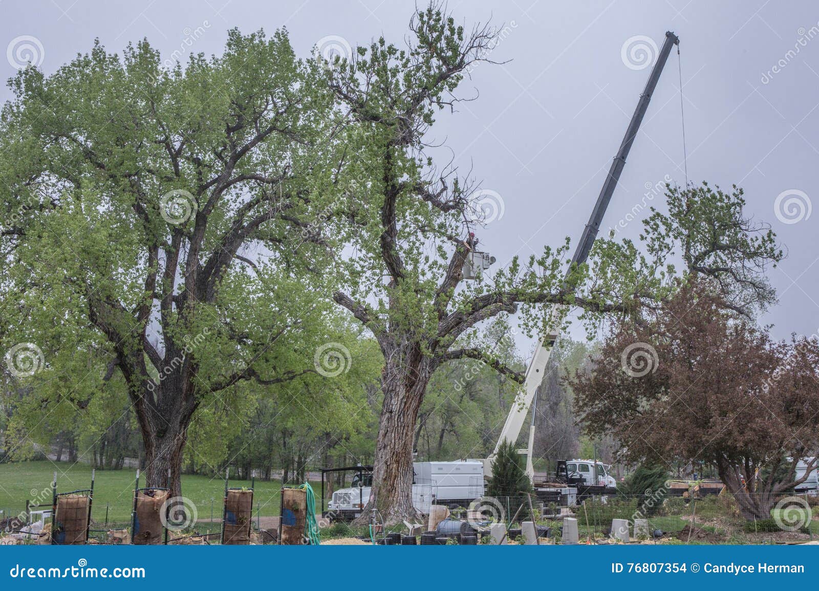 Tree Trimming editorial stock image. Image of truck, helmet - 76807354