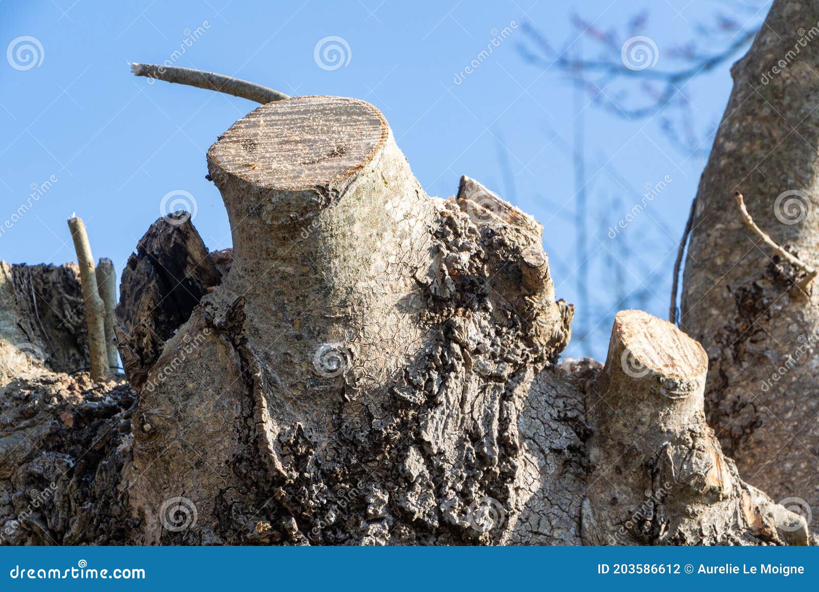 Tree after Trimming Its Branch Stock Photo - Image of wood, logging ...