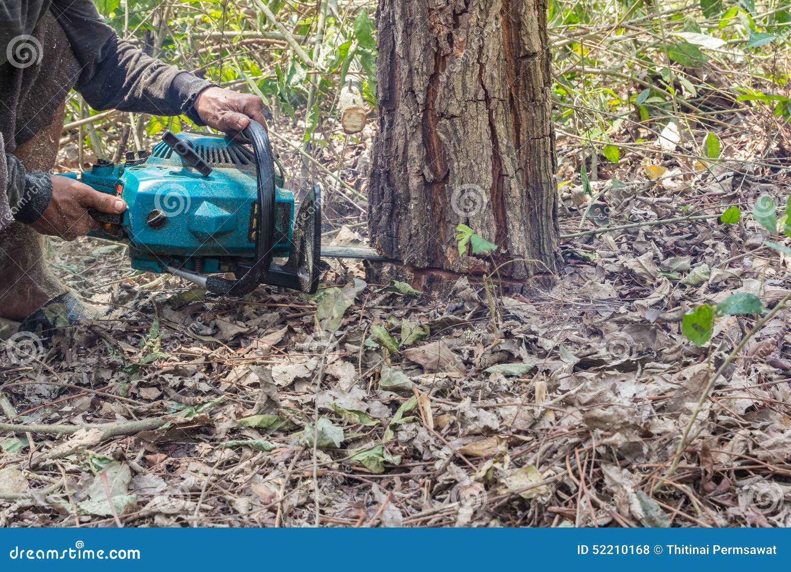 Tree Trimming stock photo. Image of firewood, forest - 52210168