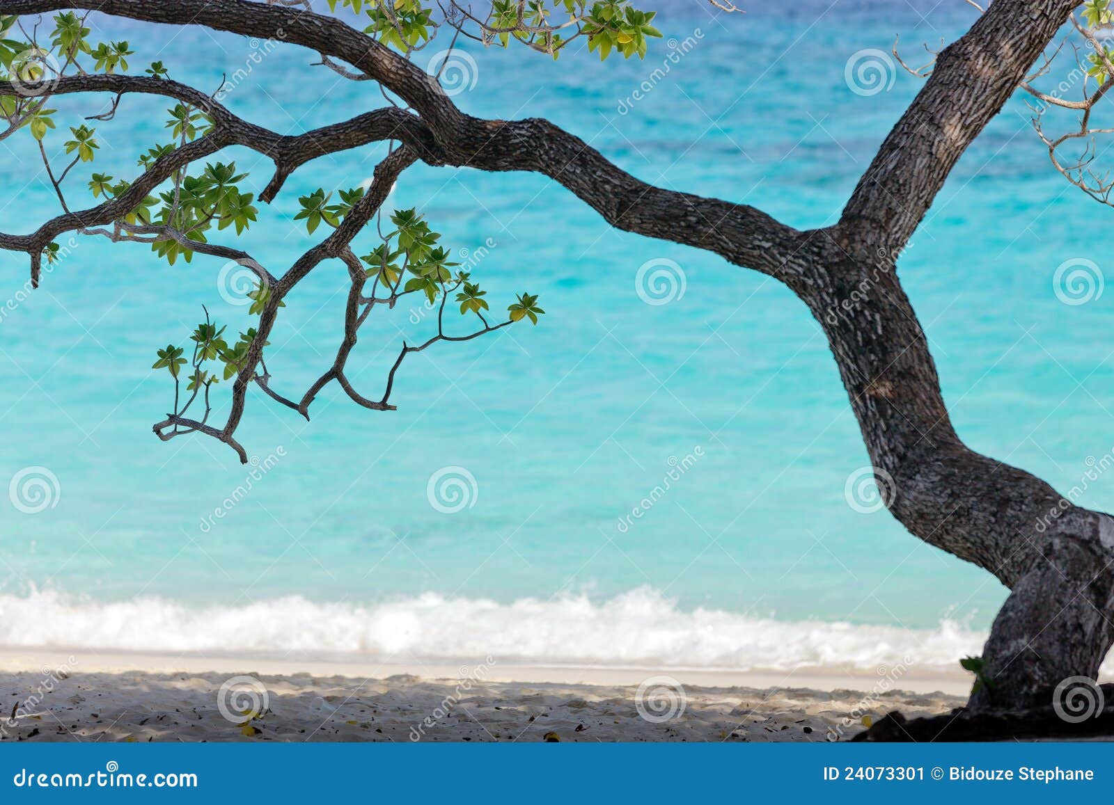 Tree on tropical beach stock image. Image of idyllic - 24073301