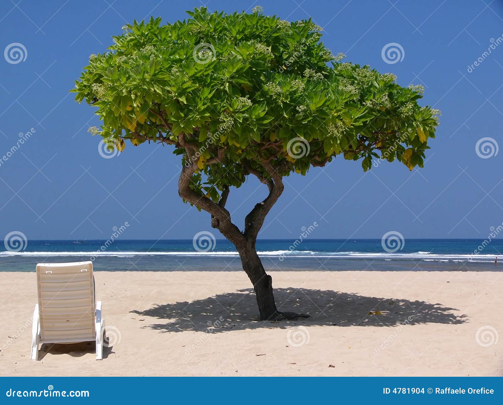 Tree on tropical beach stock photo. Image of seashore - 4781904