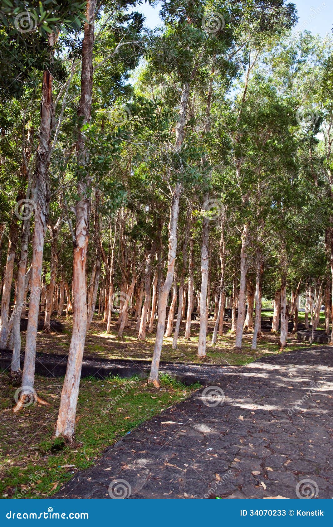 Tree Tropical .Nature of Mauritius Stock Image - Image of tree, outdoor ...