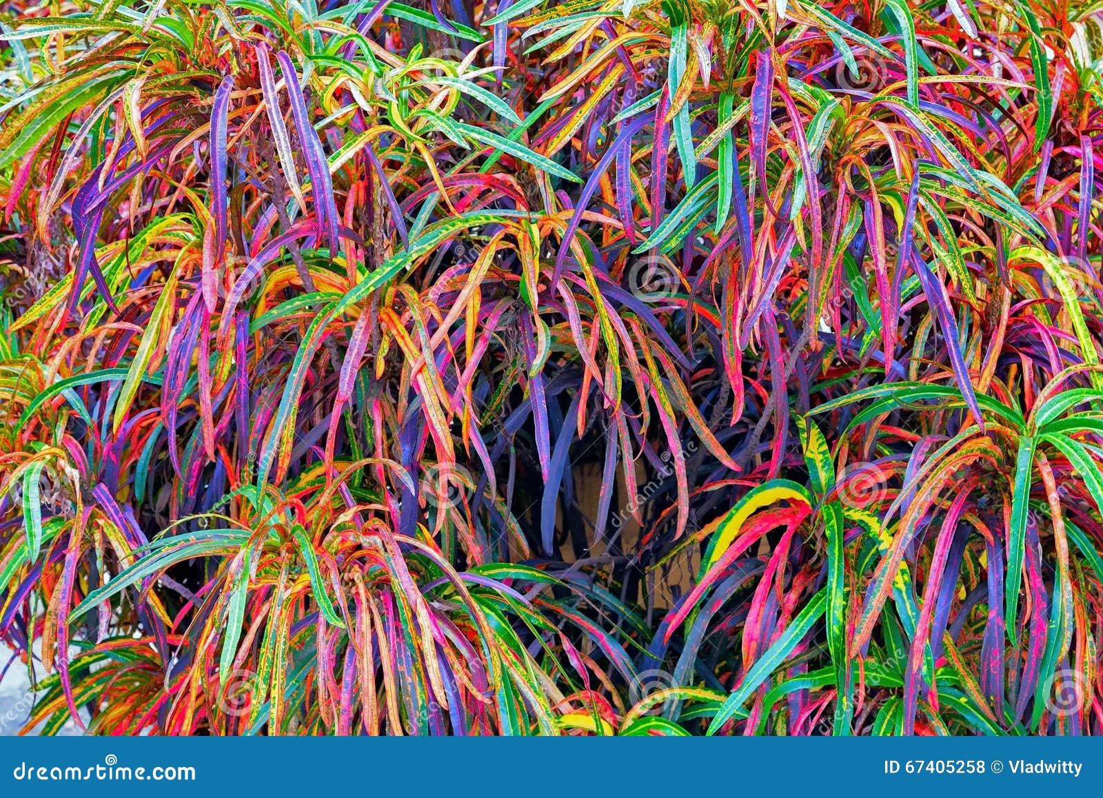 Tree tropics stock photo. Image of green, colors, gardens - 67405258