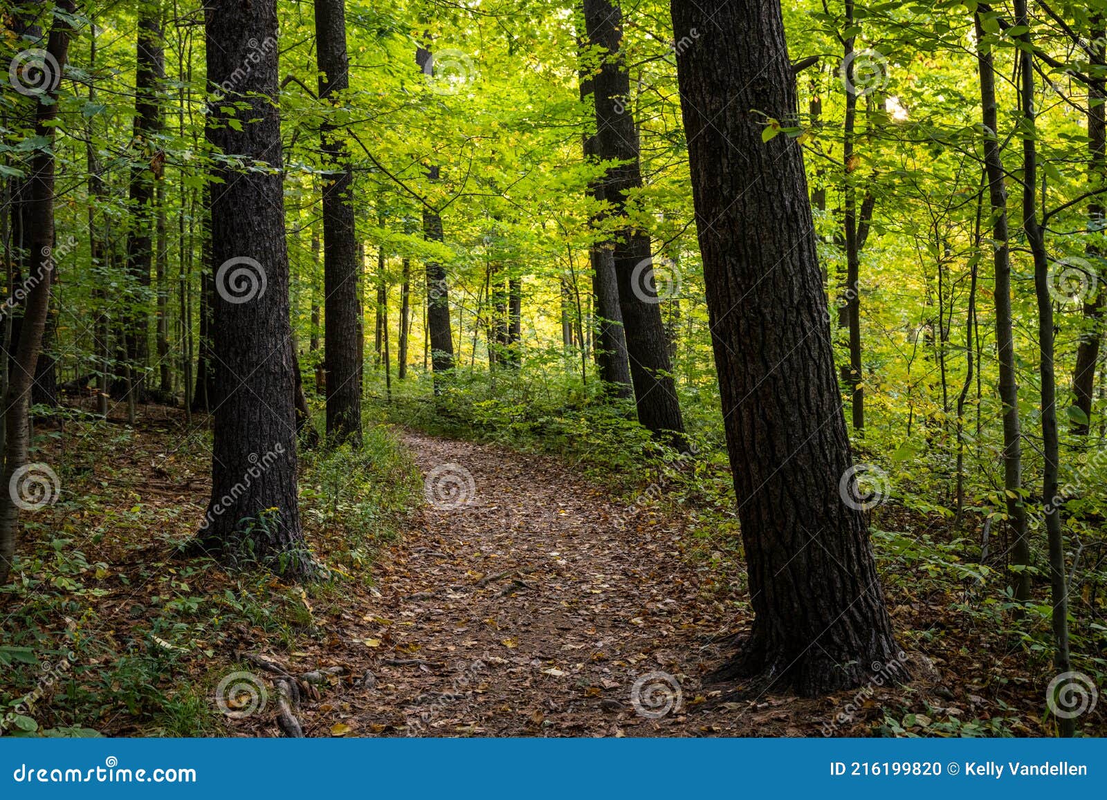 Tree Trucks Lean Left As Trail Passes through Stock Photo - Image of ...