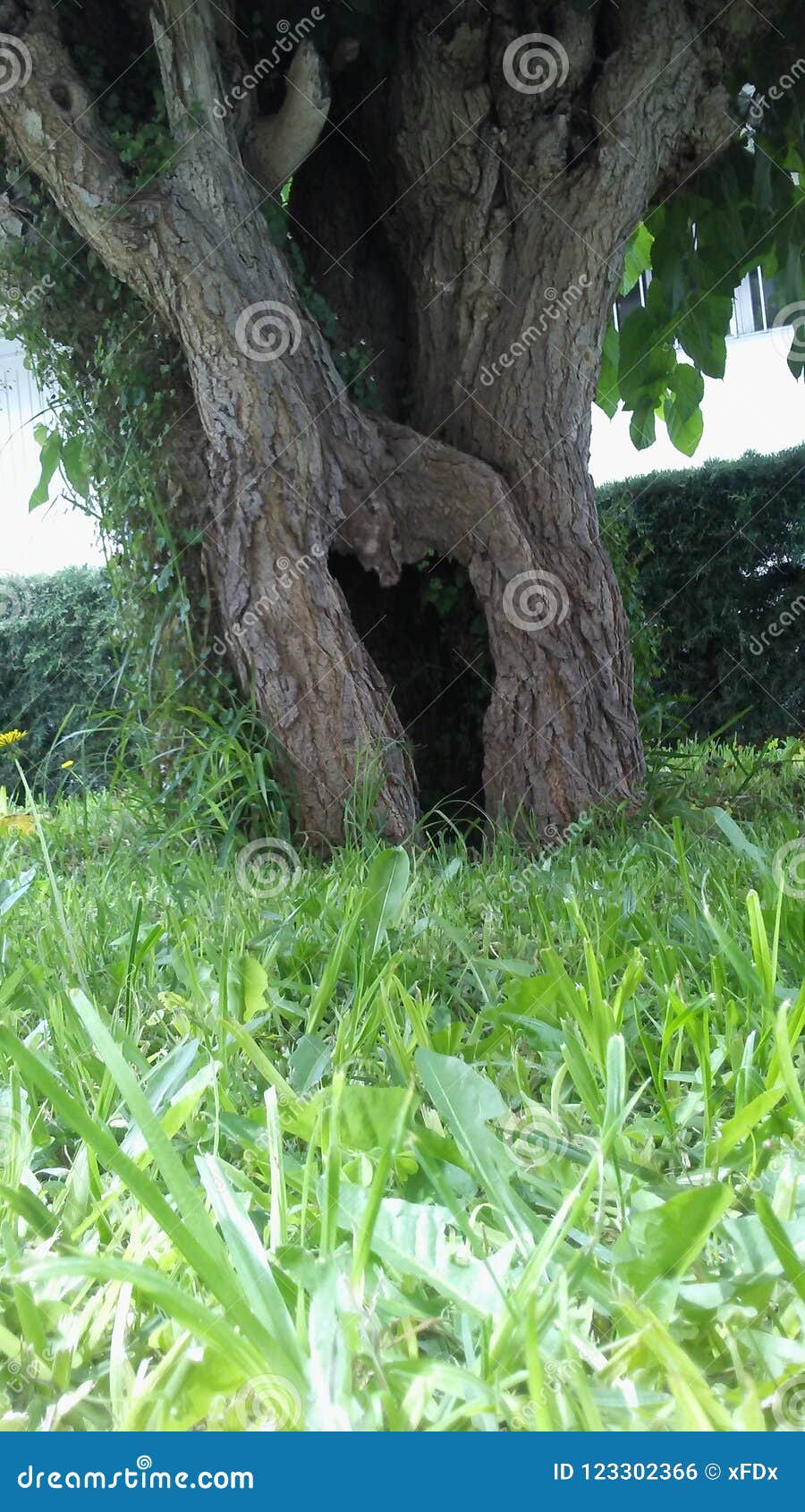 Tree of the true stock photo. Image of plant, garden - 123302366