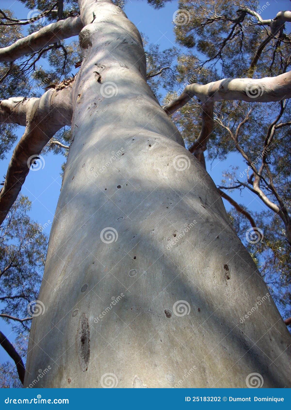 Tree trunck stock photo. Image of reach, outback, western - 25183202