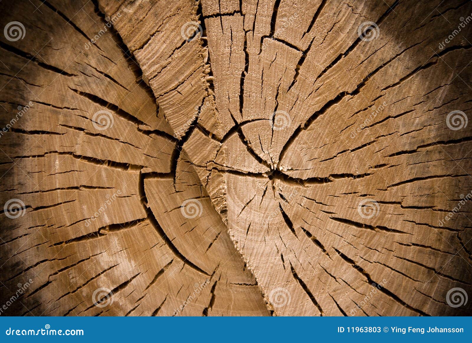 Tree trunk stock image. Image of concentric, natural - 11963803