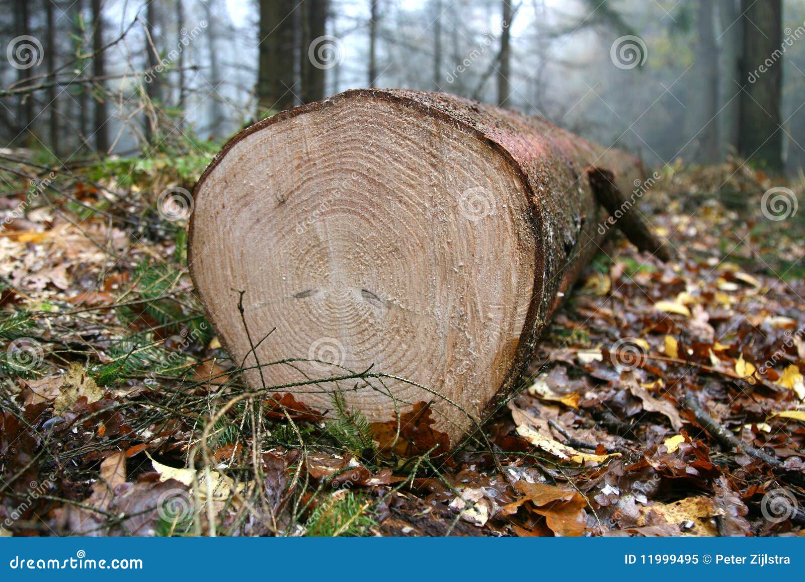 Tree trunk stock image. Image of rings, nature, wood - 11999495