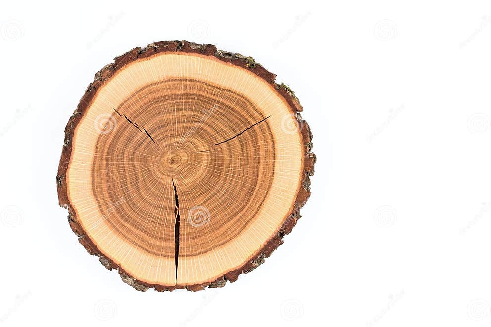 Tree trunk stock photo. Image of years, isolated, wood - 16388400