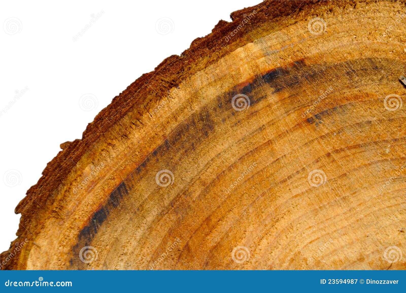 Tree trunk stock image. Image of slice, environment, cross - 23594987