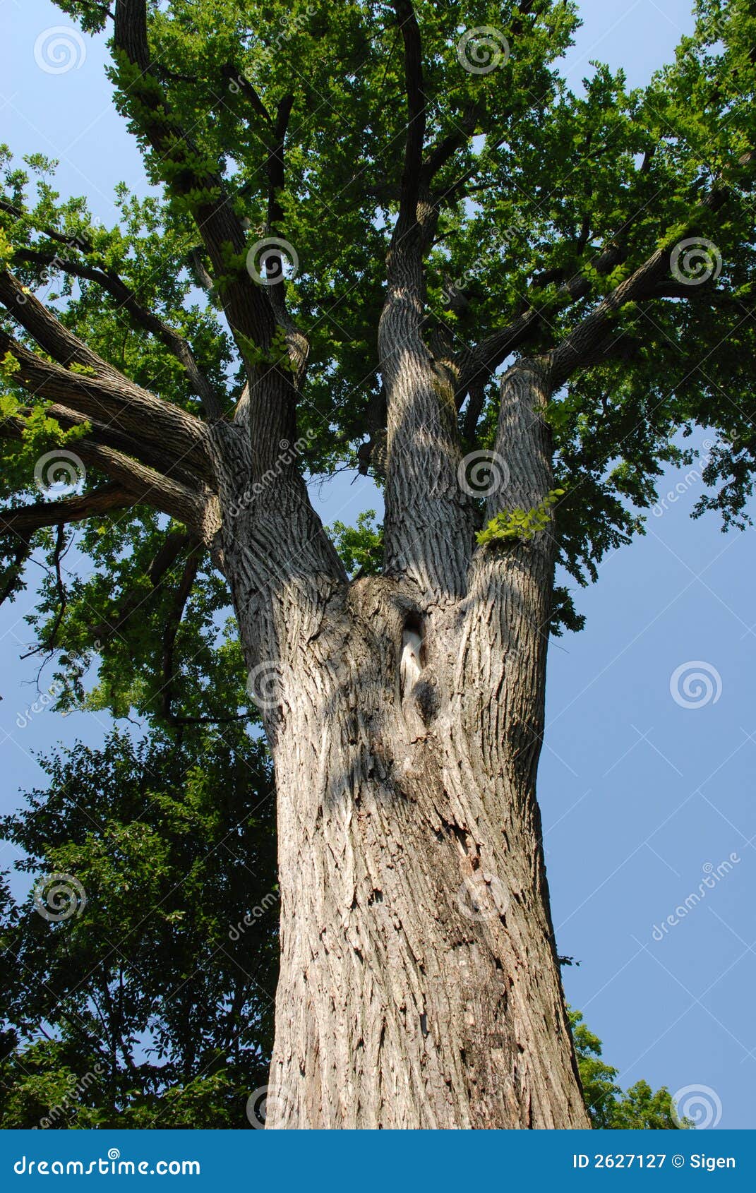 Tree trunk stock image. Image of summer, branches, green - 2627127