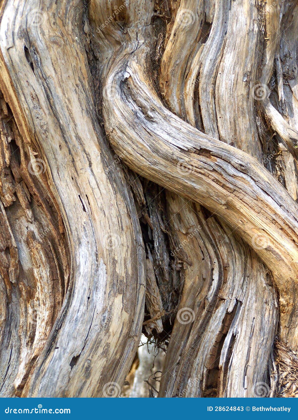 Tree Trunk stock image. Image of trunk, garden, forrest - 28624843