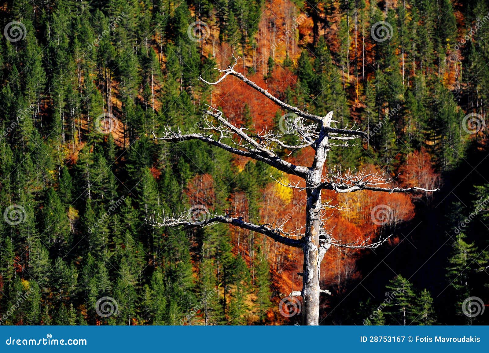 Tree trunk stock image. Image of dawn, colors, outline - 28753167