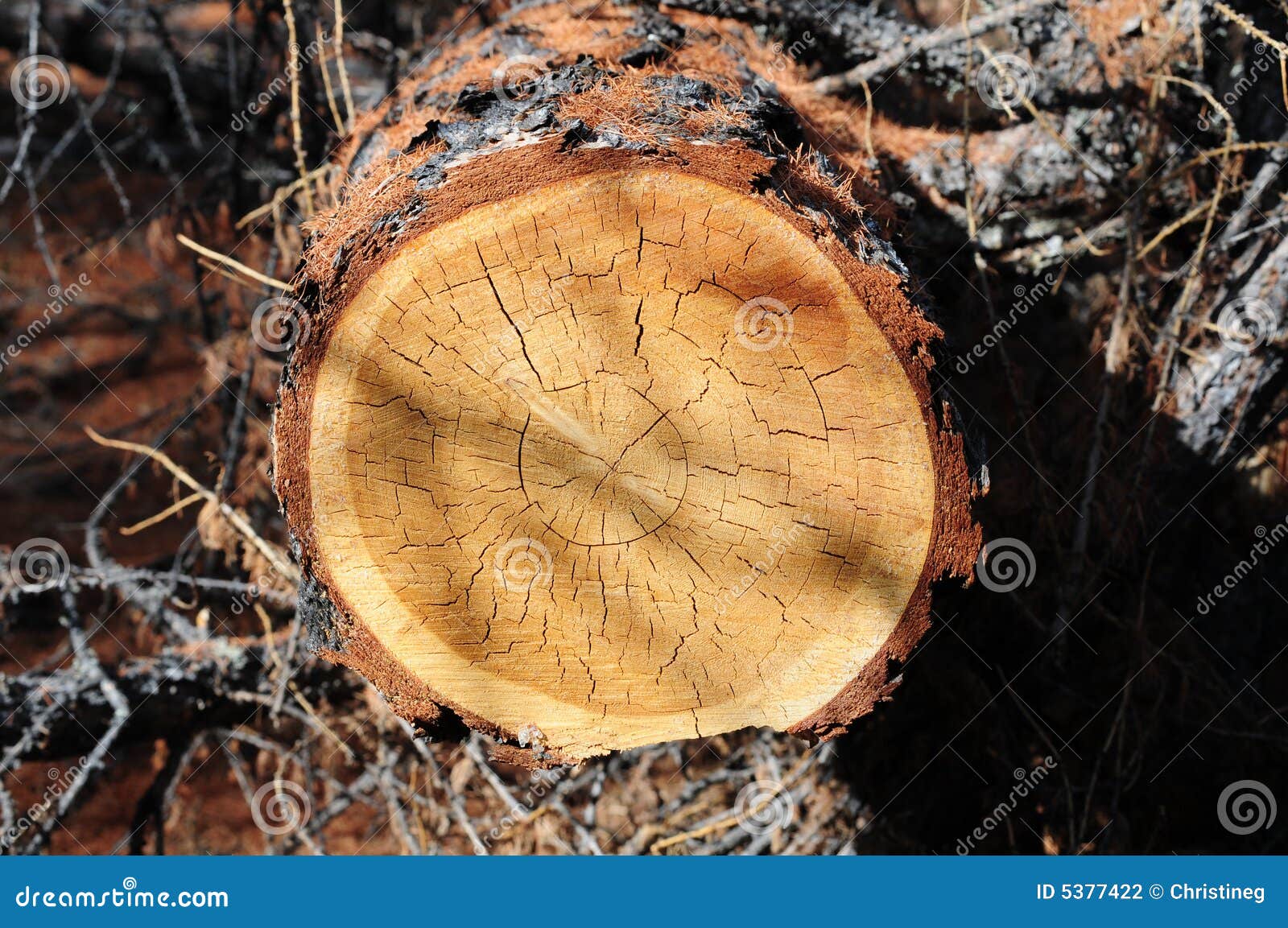 Tree trunk stock photo. Image of natural, environment - 5377422