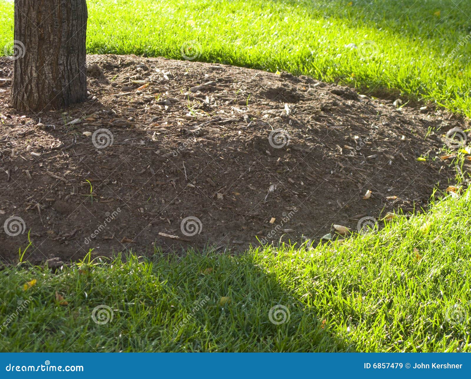 Tree Trunk stock image. Image of nature, outside, tree - 6857479
