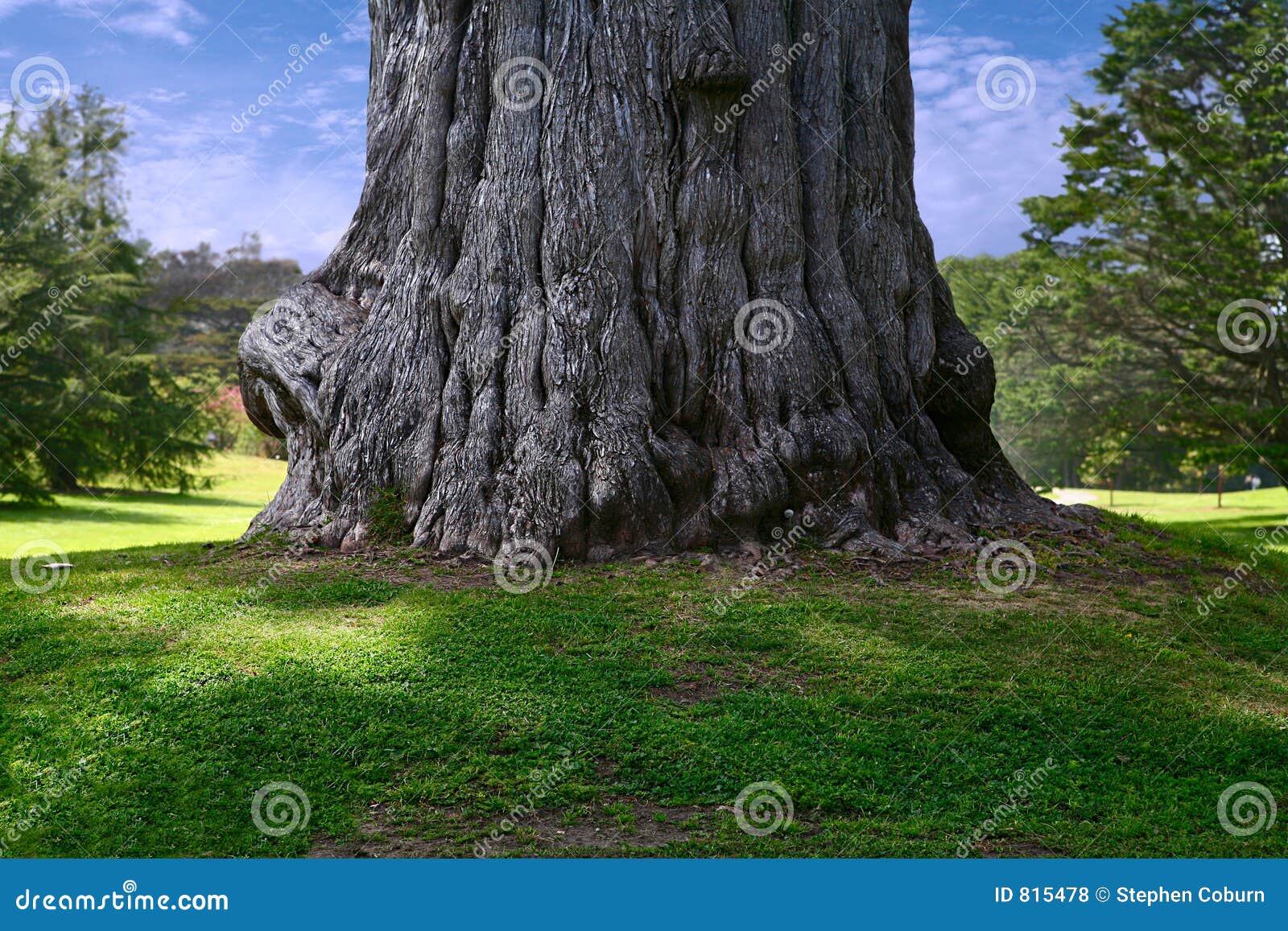 Tree Trunk stock photo. Image of nature, tree, gigantic - 815478