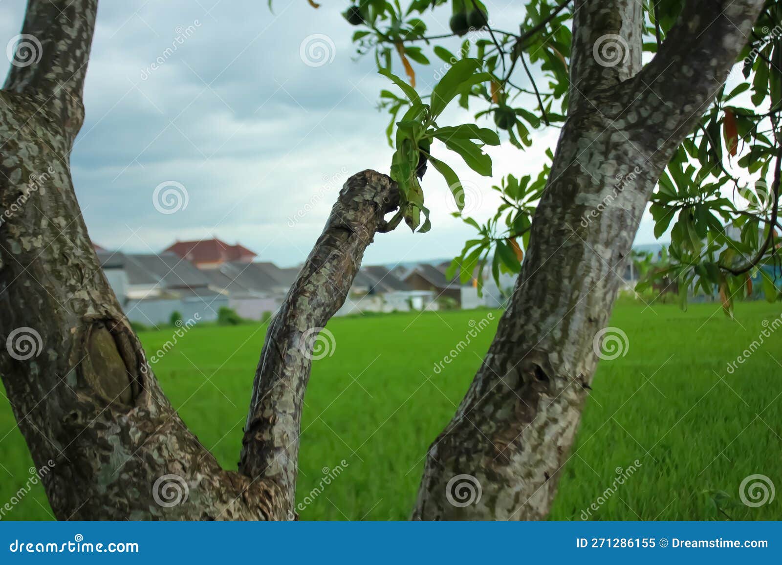 A Tree Trunk Above the Fields Stock Image - Image of garden, fields ...