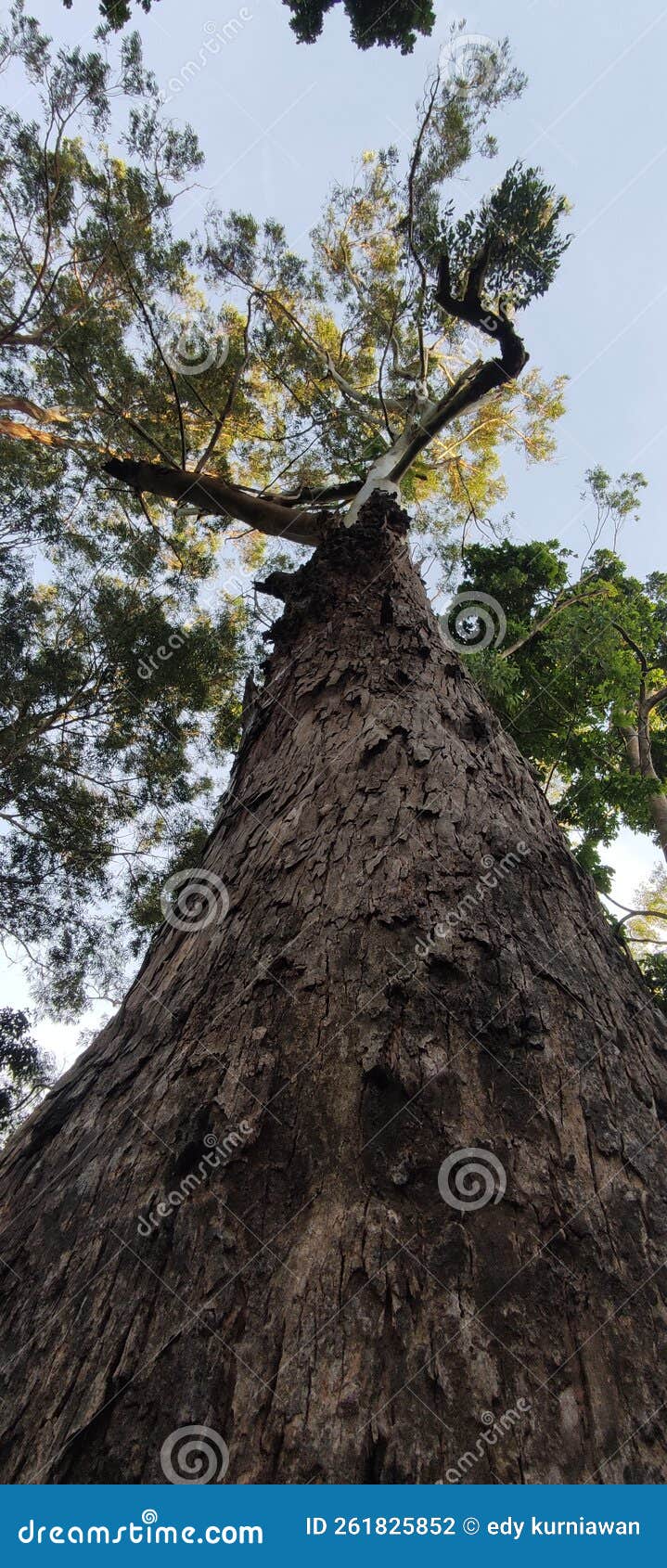 Tree Trunk Akacia in the Forest Park Stock Photo - Image of woodland ...