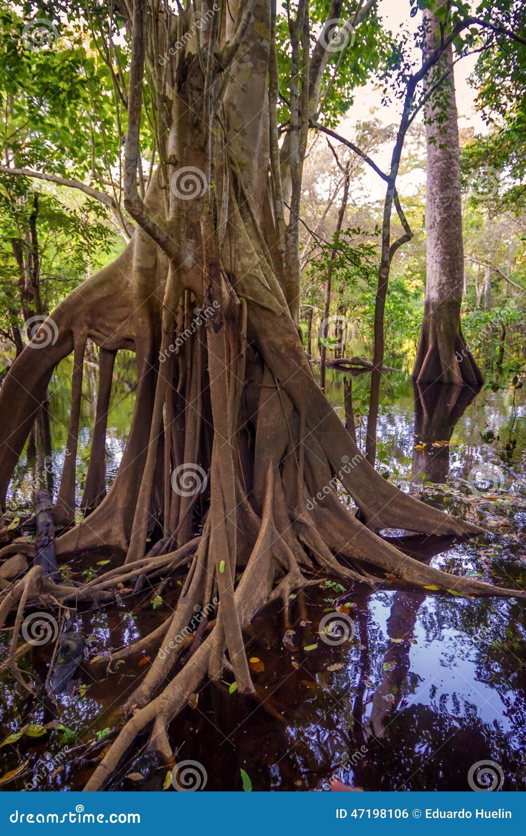 Tree Trunk in the Amazon Rain Forest, Peru, South America Stock Photo ...