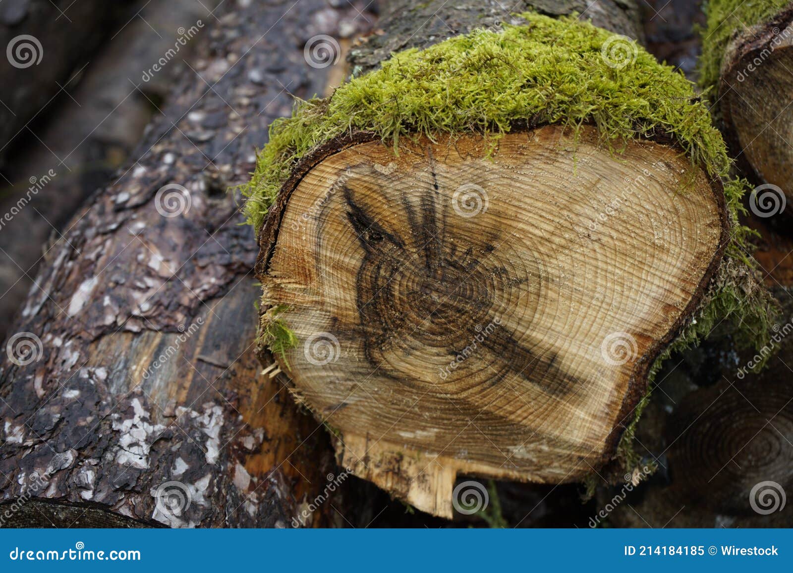 Tree Trunk with Annual Rings Stock Image - Image of pattern, trunk ...