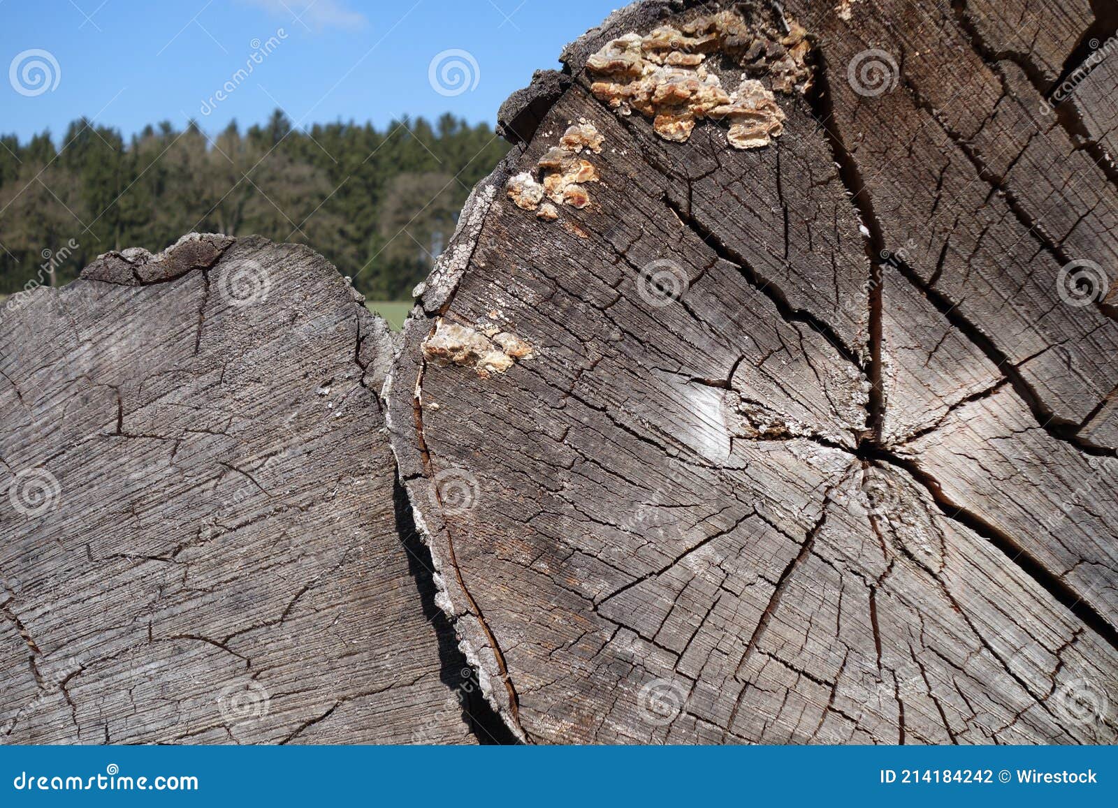 Tree Trunk with Annual Rings Stock Photo - Image of trees, natural ...