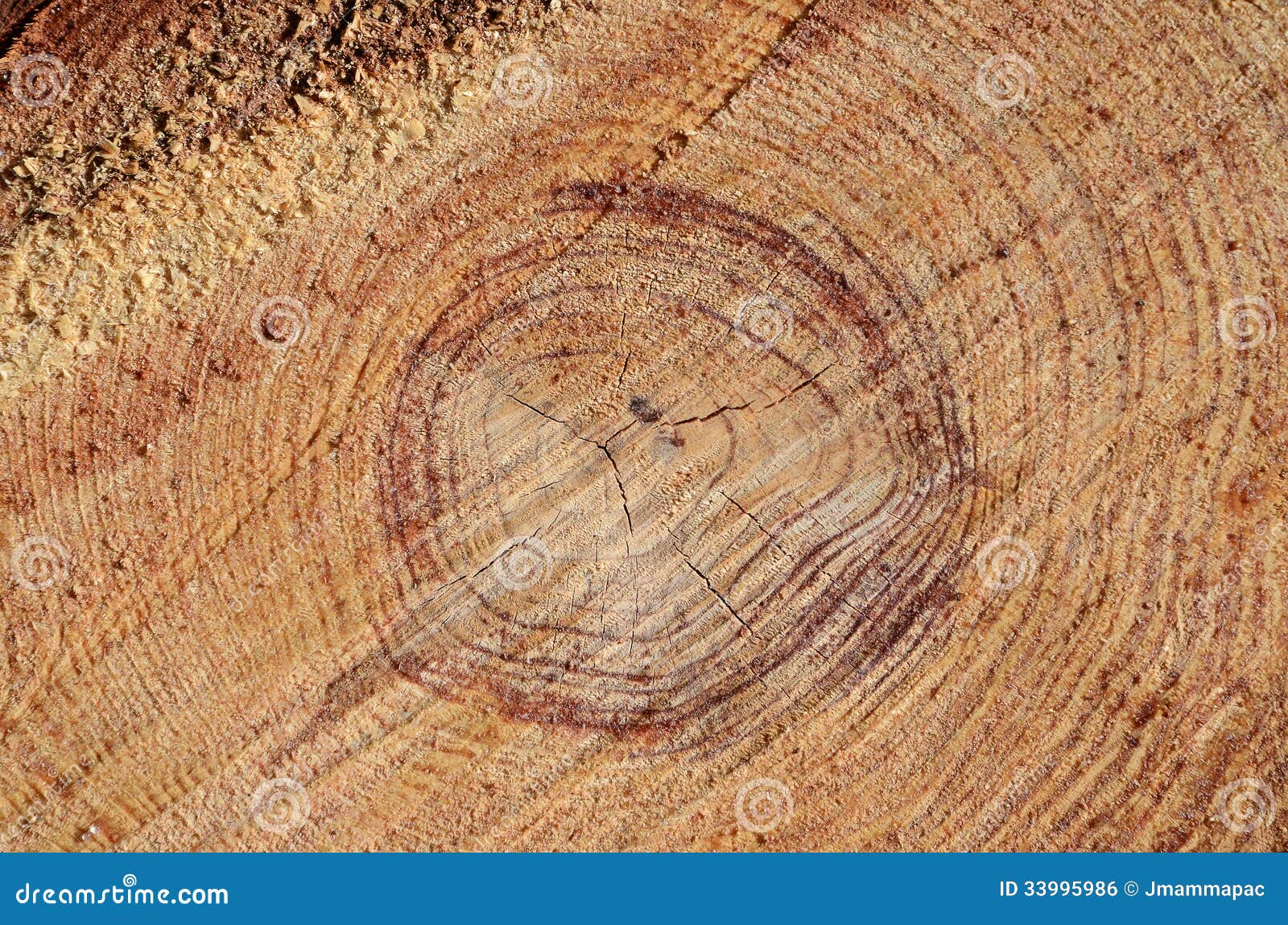 Tree trunk stock photo. Image of nature, pine, closeup - 33995986