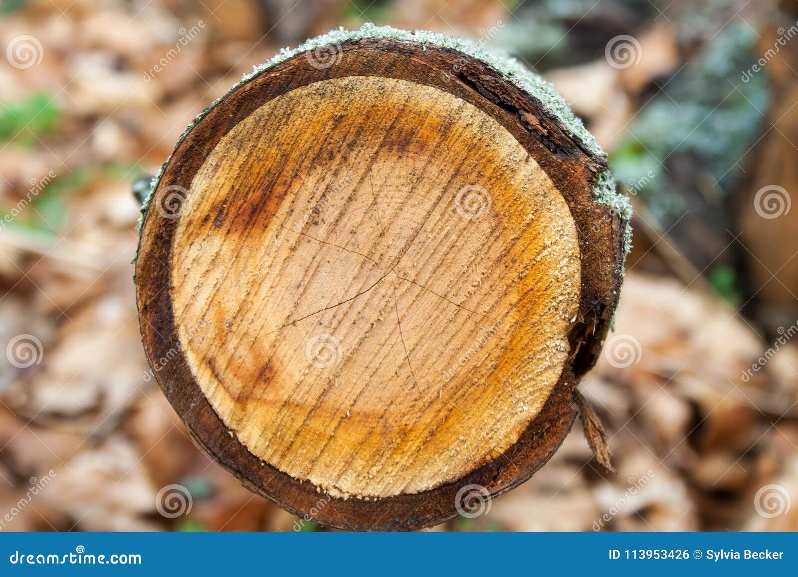 Tree Trunk with Annual Rings Stock Photo - Image of plait, backgound ...