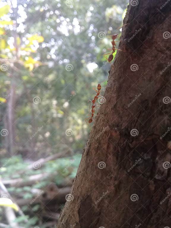 Tree trunk with ants stock photo. Image of rock, woodland - 291444738