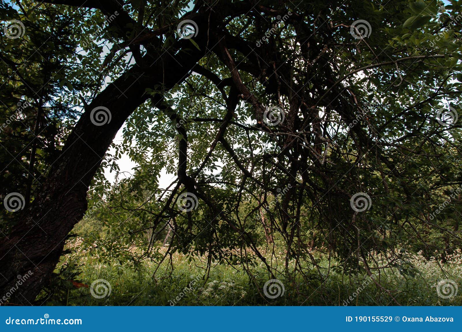 Tree Trunk with Arched Branches in the Sun Stock Image - Image of ...
