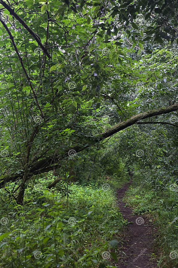 Tree Trunk Arching Over a Trail Stock Photo - Image of dark, outdoor ...