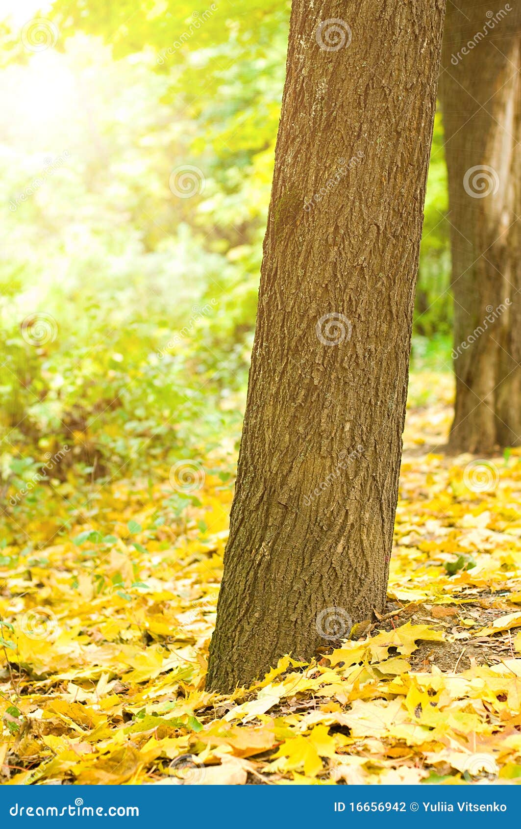 Tree Trunk in Autumn Forest Stock Photo - Image of park, leaves: 16656942