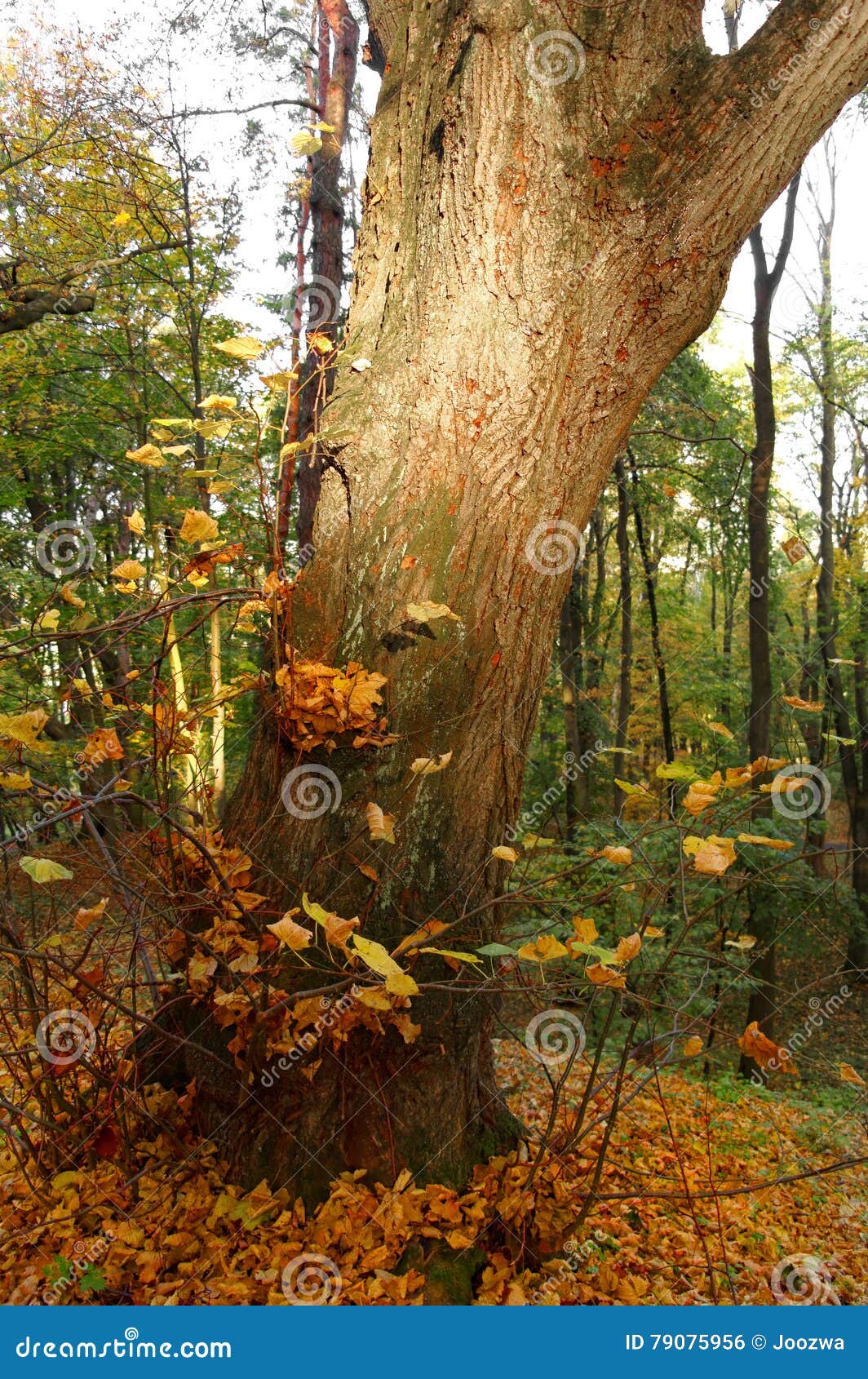 Tree trunk in the autumn stock photo. Image of outdoor - 79075956