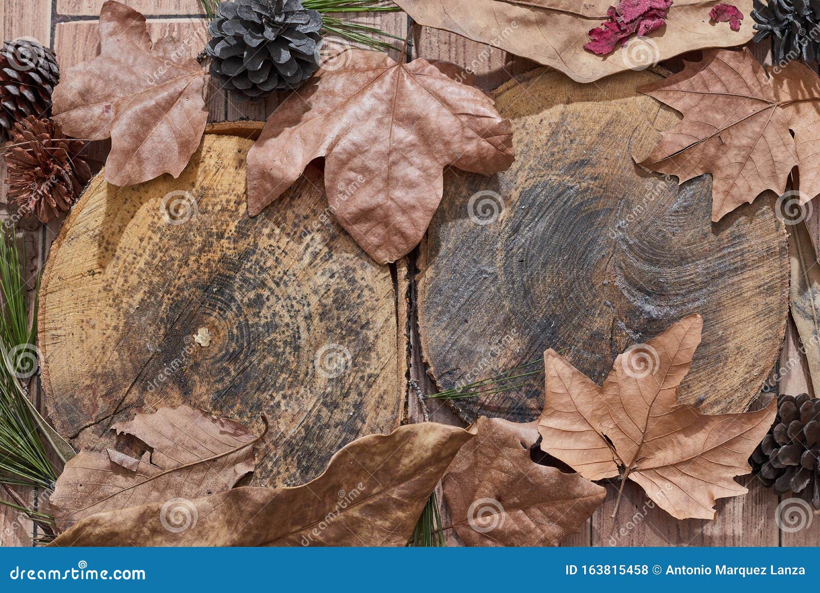 Trunk with Leaves and Pine Cone Stock Photo - Image of design, autumn ...