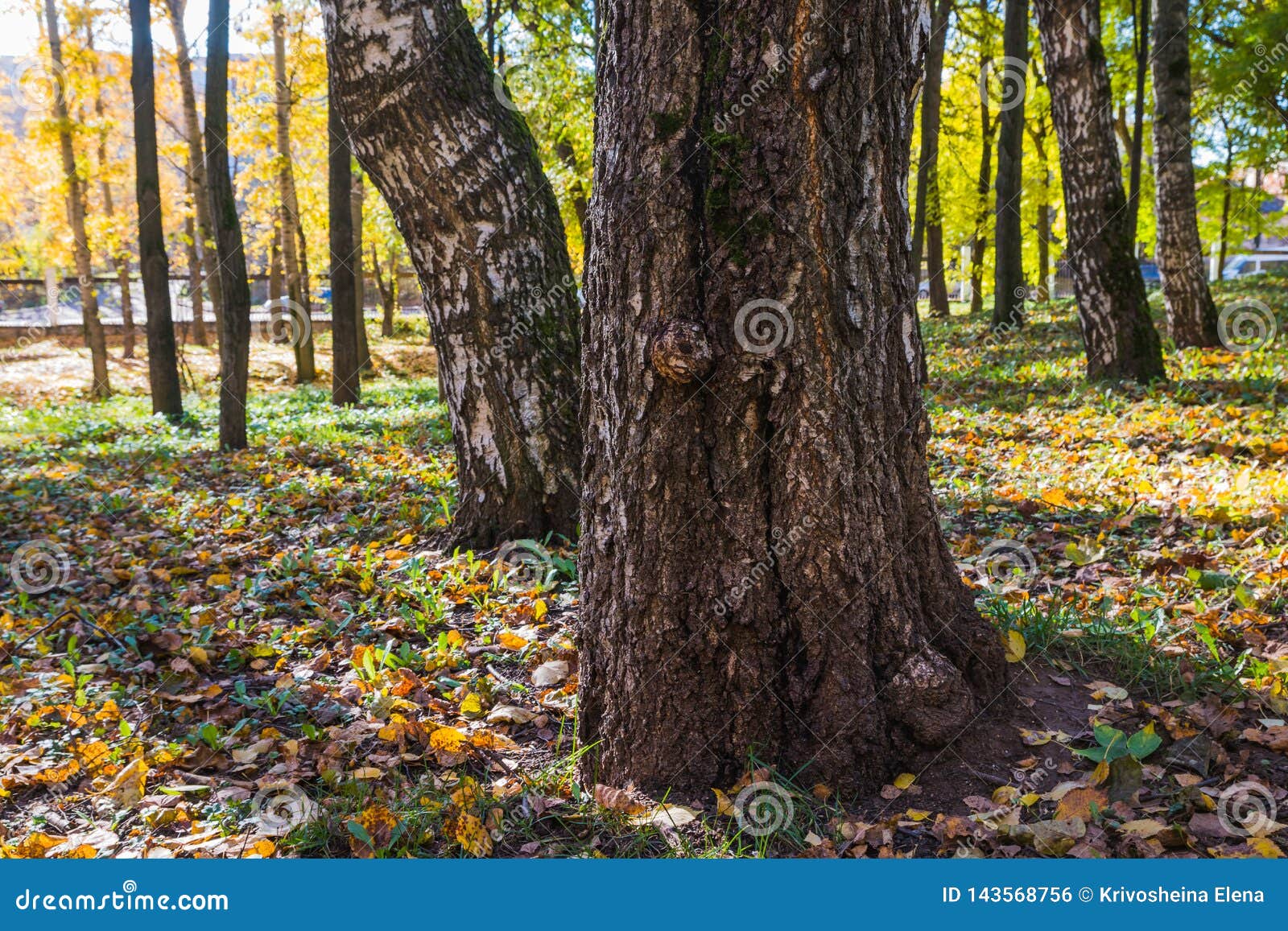 Tree Trunk in the Autumn Park Stock Photo - Image of pine, reserve ...