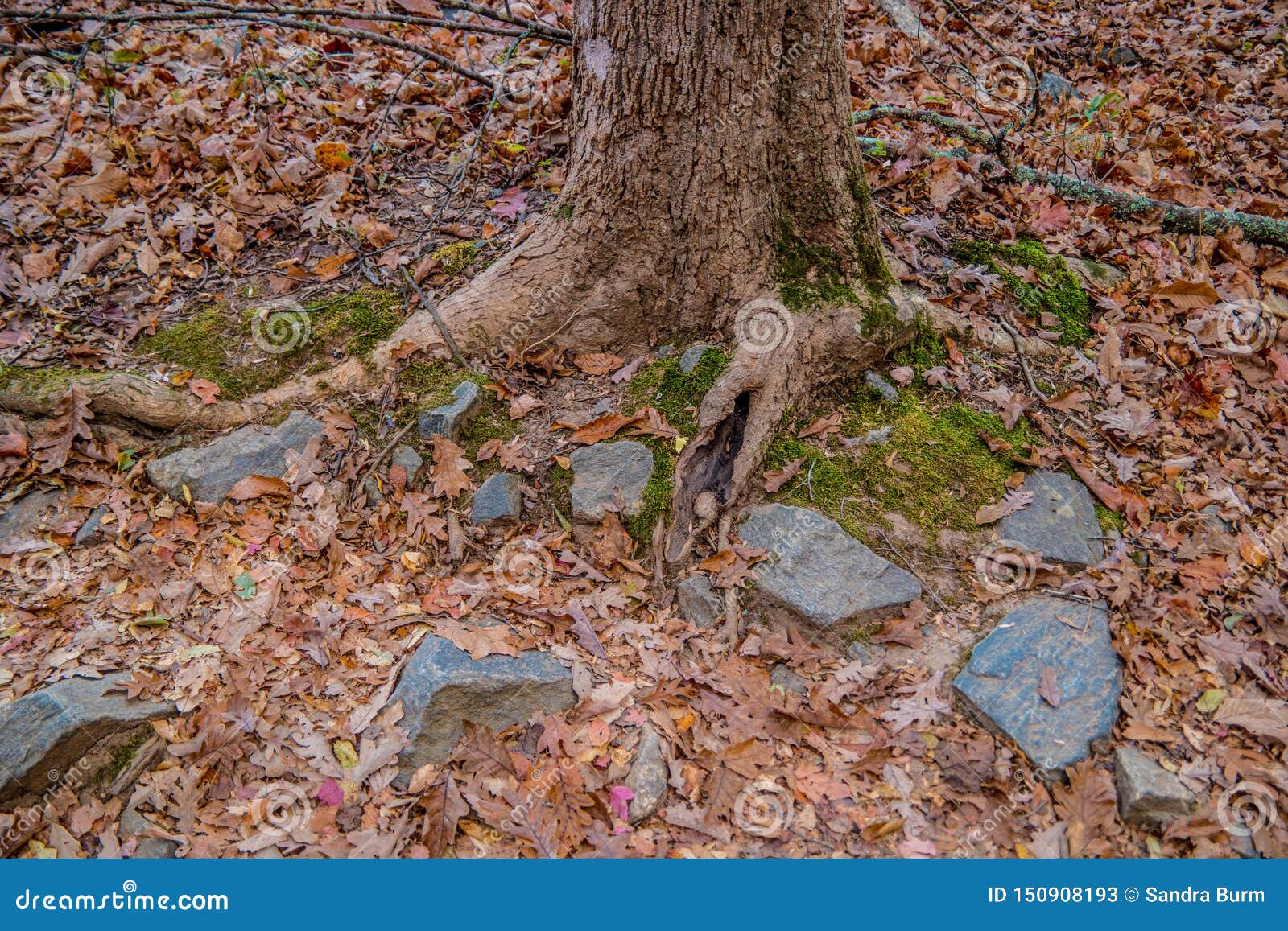 Tree Trunk in Autumn Along the Trail Stock Image - Image of aged ...